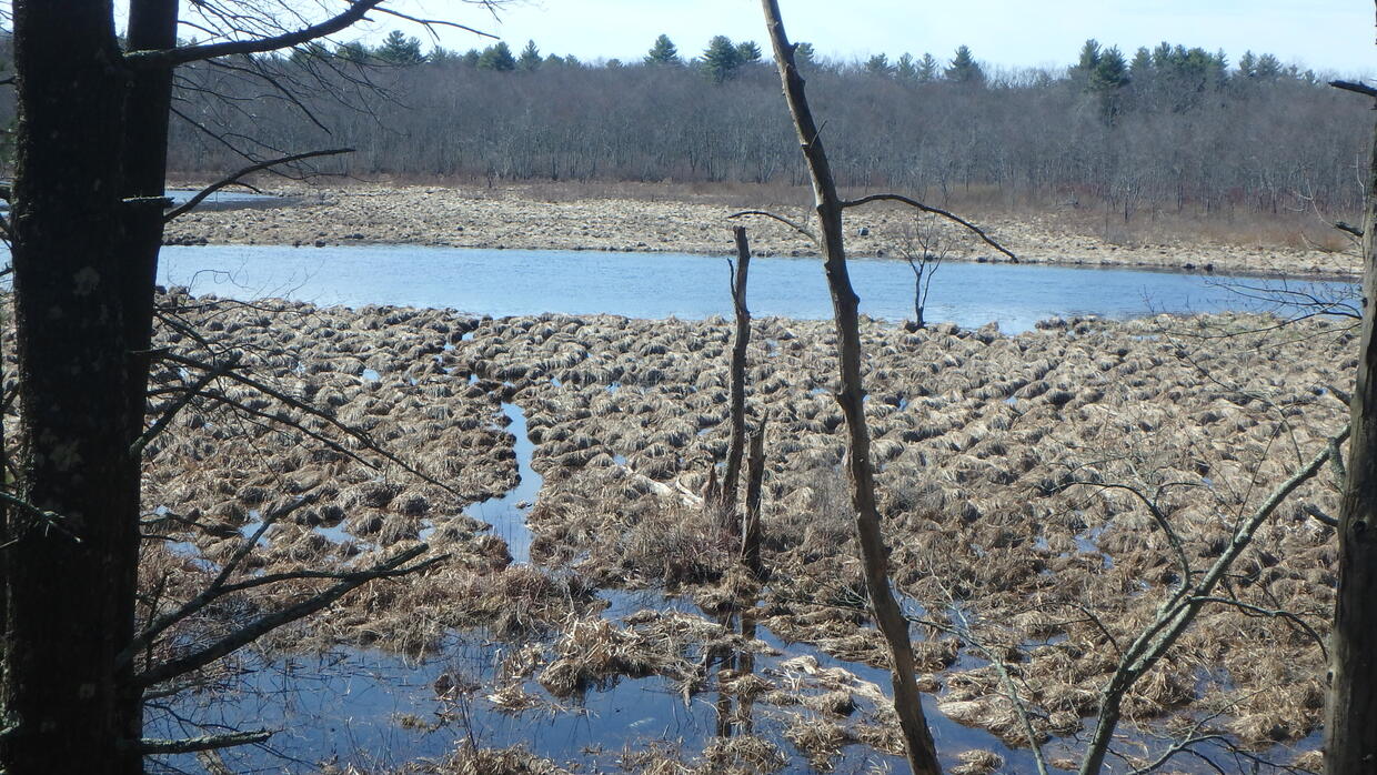 Northern Leopard Frog | Mass.gov